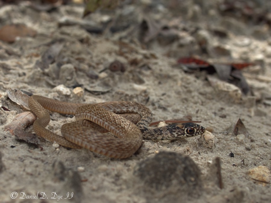 Eastern Coachwhip Snake | Florida Backyard Snakes
