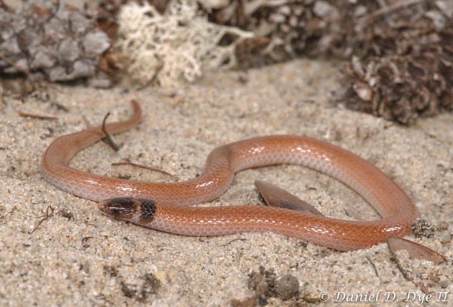 Crowned Snakes - Four of Five Florida Species | Florida Backyard Snakes