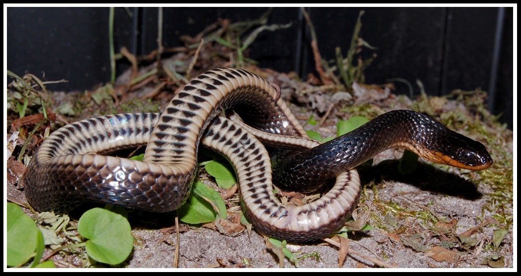 Glossy Crayfish Snake | Florida Backyard Snakes